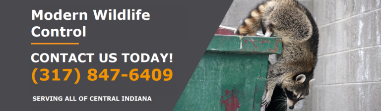 Check Out the Modern Wildlife Control Official Company Website ...