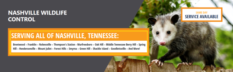 Modern Wildlife Control Now Provides Services in Nashville, Tennessee ...