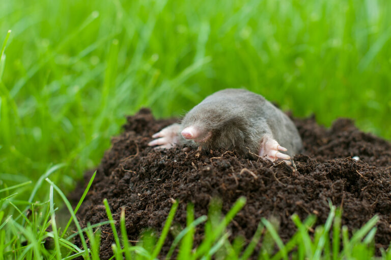 How to Manage Yard Mole Removal and Control Season | Modern Wildlife ...