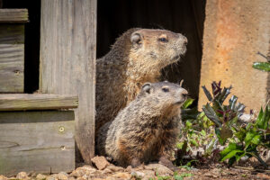 How to Solve Nuisance Groundhog Problem | Modern Wildlife Control
