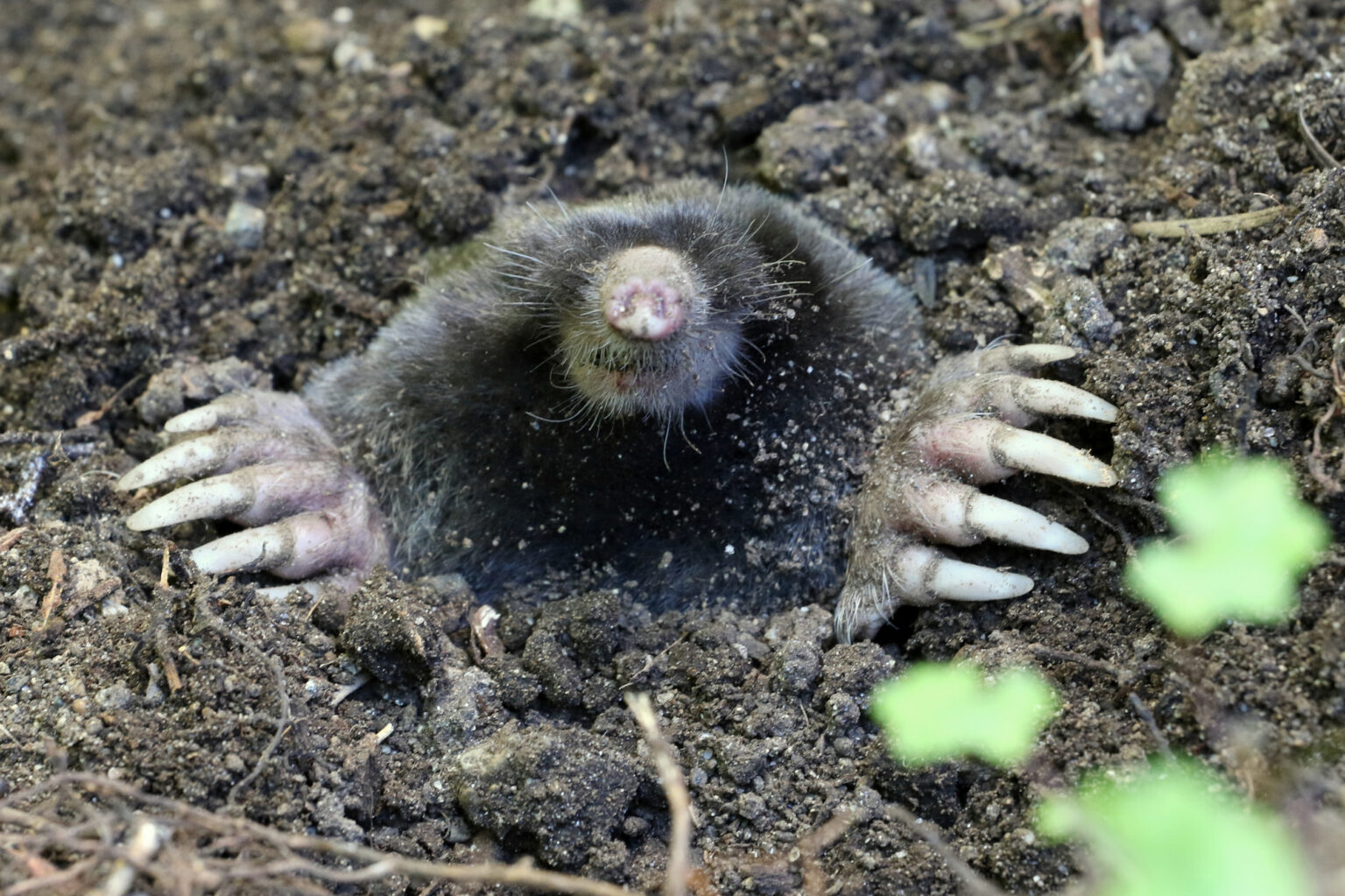 yard mole removal | Modern Wildlife Control