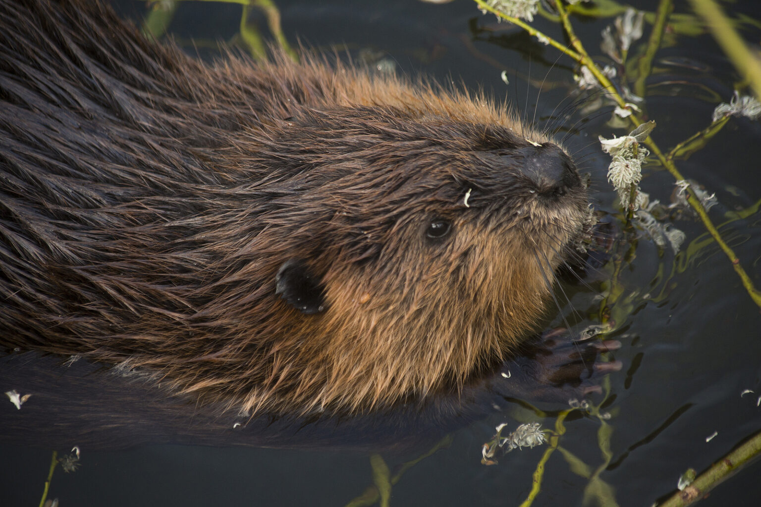 Beaver Removal and Control Tips for Indiana Residents | Modern Wildlife ...