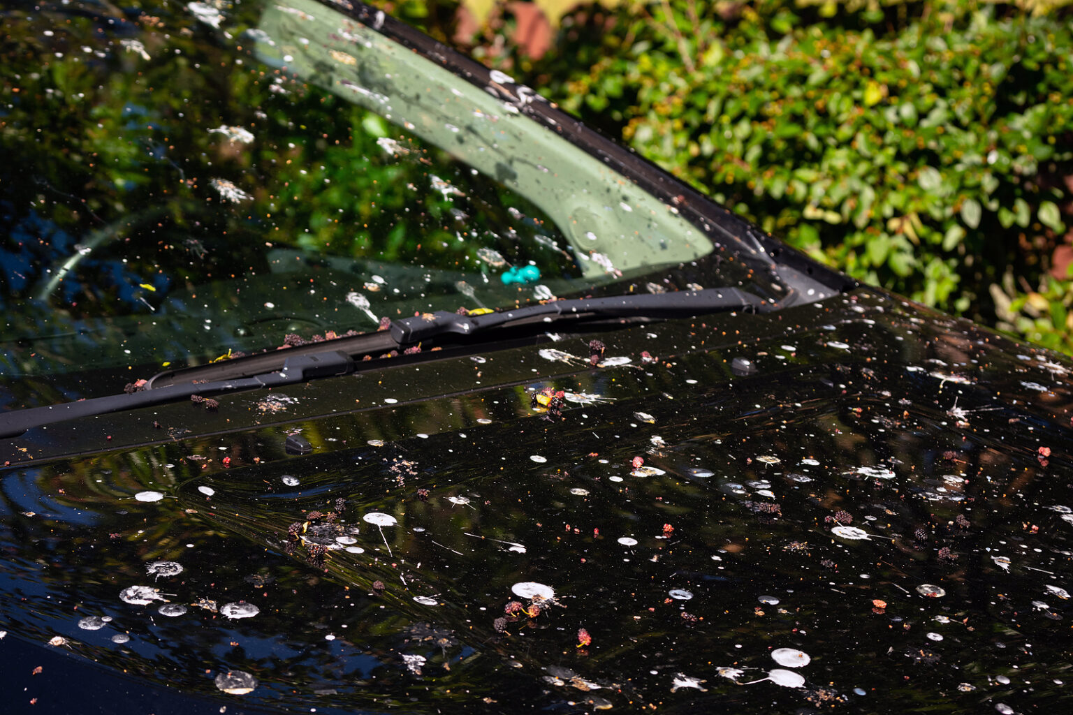 Top 5 Strategies for Bird Removal and Control | Modern Wildlife Control