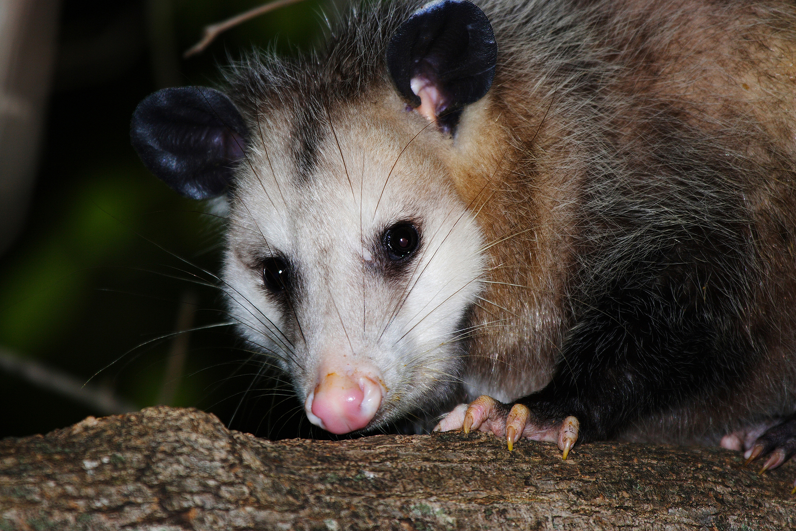 Are Opossums a Critter Control Problem in the Fall and Winter? | Modern ...