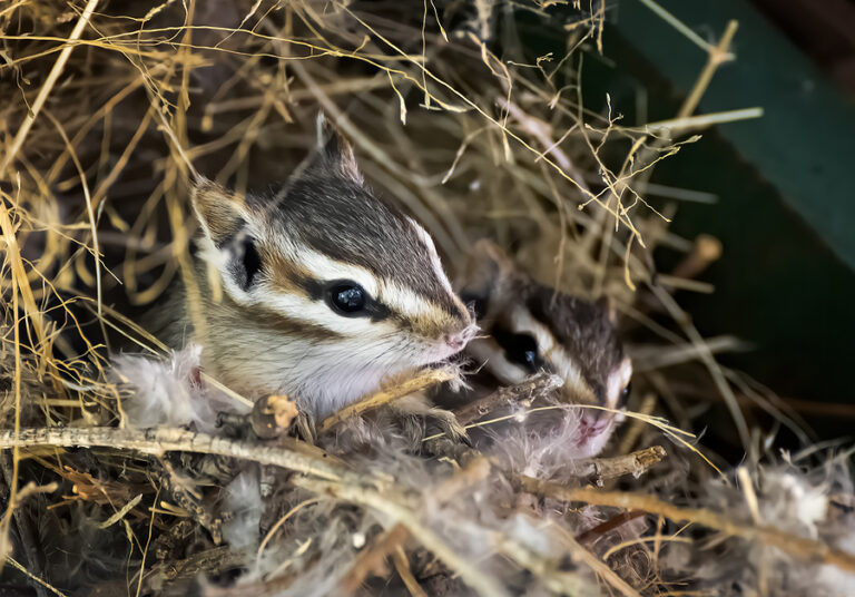 How to Locate a Chipmunk Infestation | Modern Wildlife Control