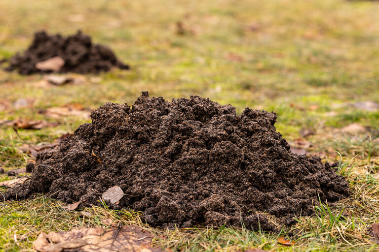 Top Signs You Have a Yard Mole Problem | Modern Wildlife Control