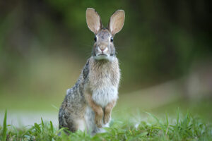 How to Prevent Rabbits From Becoming a Nuisance | Modern Wildlife Control