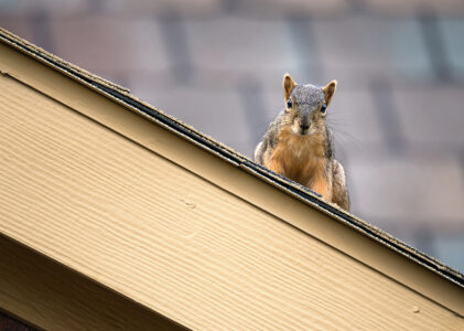 Identifying the Signs of a Squirrel Infestation in Your Home | Modern ...