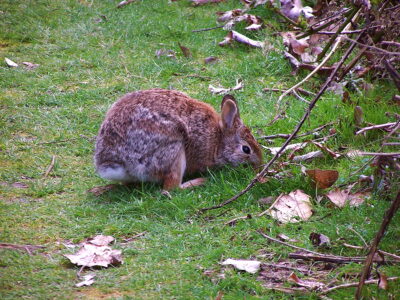 How to Safely Implement a Rabbit Control Strategy on your Property ...