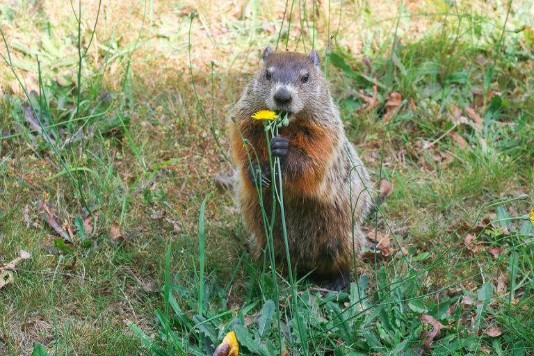 Protect Your Gardens: Expert Tips for Groundhog Removal | Modern ...