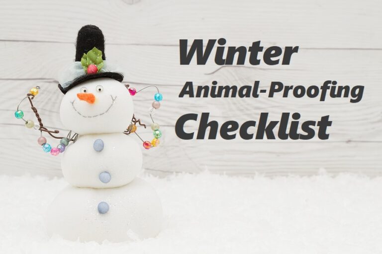 Winterizing Your Home Against Unwanted Critters in Indiana | Modern ...
