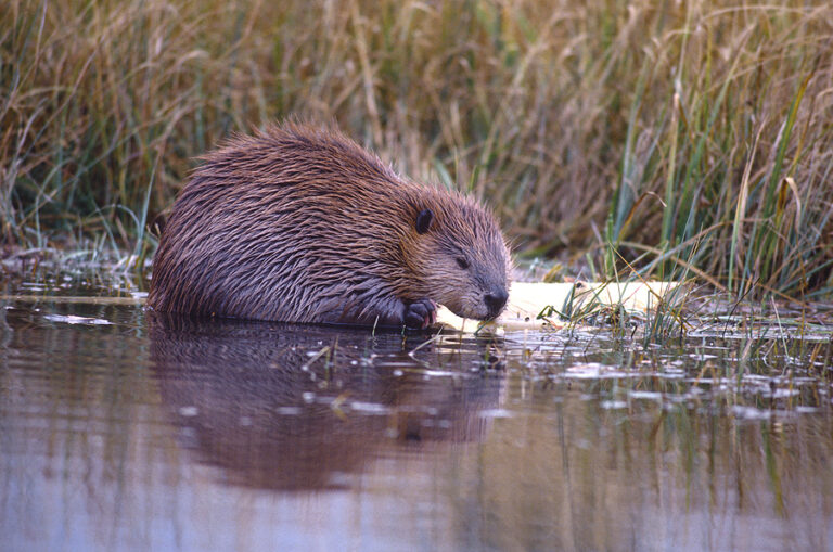 The Beaver’s Impact: Water Quality and Wildlife Habitats | Modern ...