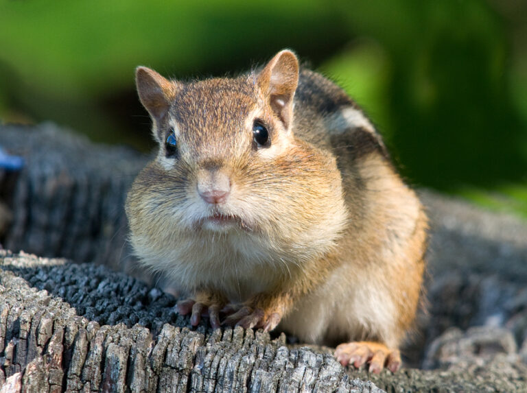 Chipmunk Troubles: Recognizing and Responding to Infestations | Modern ...