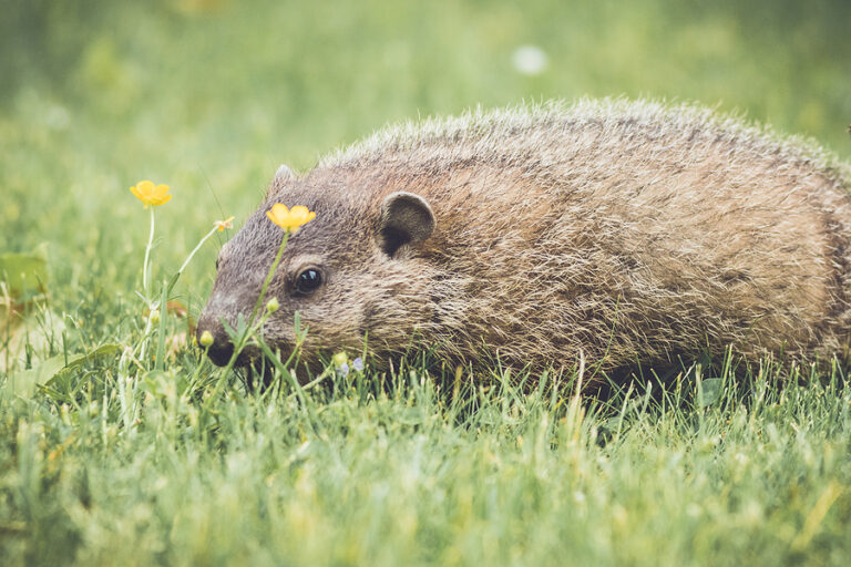 Safe and Humane Deterrence Strategies for Groundhogs | Modern Wildlife ...