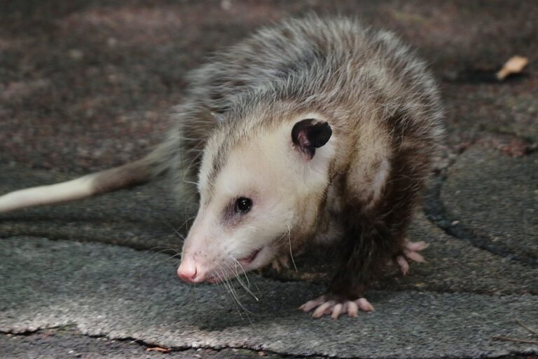 Keeping Your Home Safe: Effective Opossum Removal and Control Tips ...