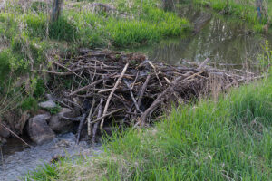 Dam It! How to Stop Nuisance Beavers from Destroying Your Property ...