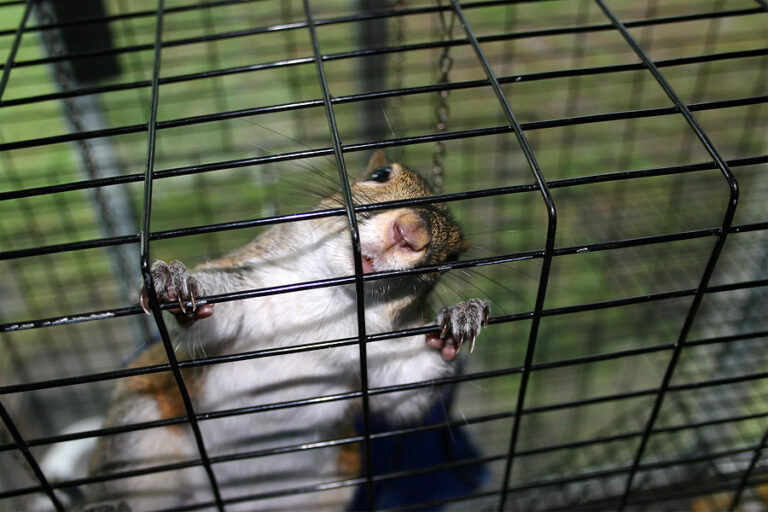 The Advantages of Choosing a Professional Squirrel Removal Service ...
