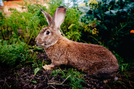 Bunnies in the Garden: A Guide to Humane Rabbit Control Methods ...
