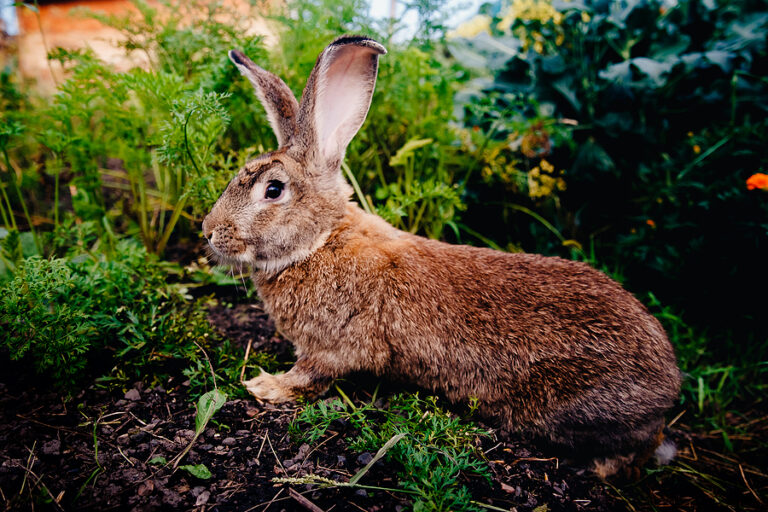 Bunnies in the Garden: A Guide to Humane Rabbit Control Methods ...