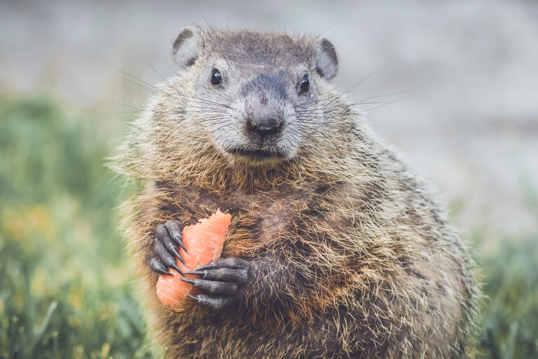 Effective Groundhog Control Solutions for Farmers in Indiana | Modern ...
