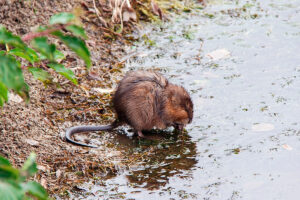 How to Get Rid of Muskrats: A Complete Property Protection Guide ...