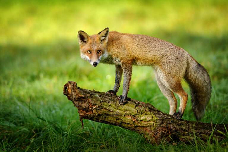 Wildlife Facts | Modern Wildlife Control
