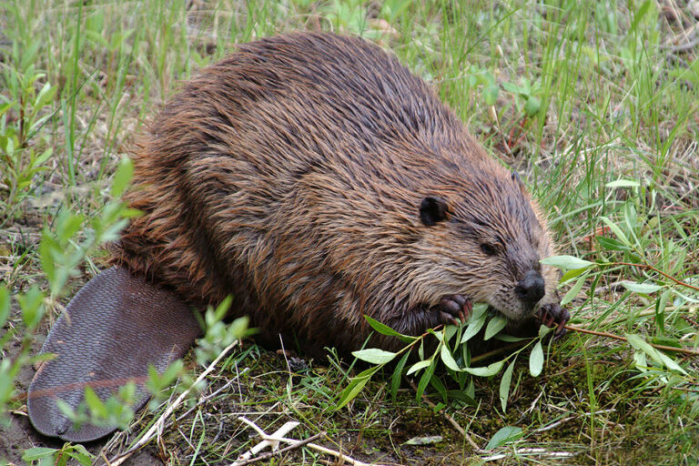 Woodchuck vs. Beaver: Spot the Difference! | Modern Wildlife Control